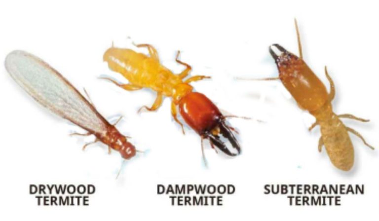 How to Eliminate Termites? Understanding Termites and 4 Absolutely ...